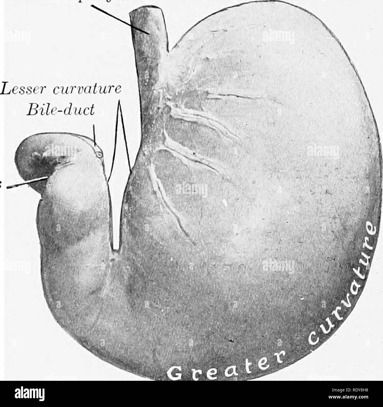 Dog digestive system hi-res stock photography and images - Alamy