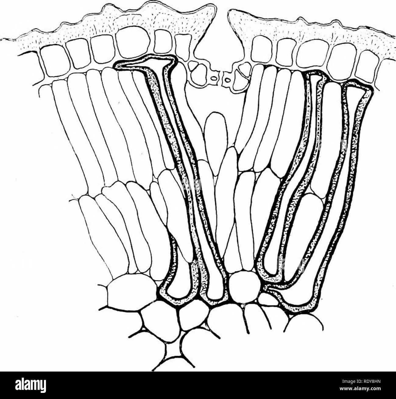 . Botany of the living plant. Botany. MODIFICATIONS OF FORM 177 ...