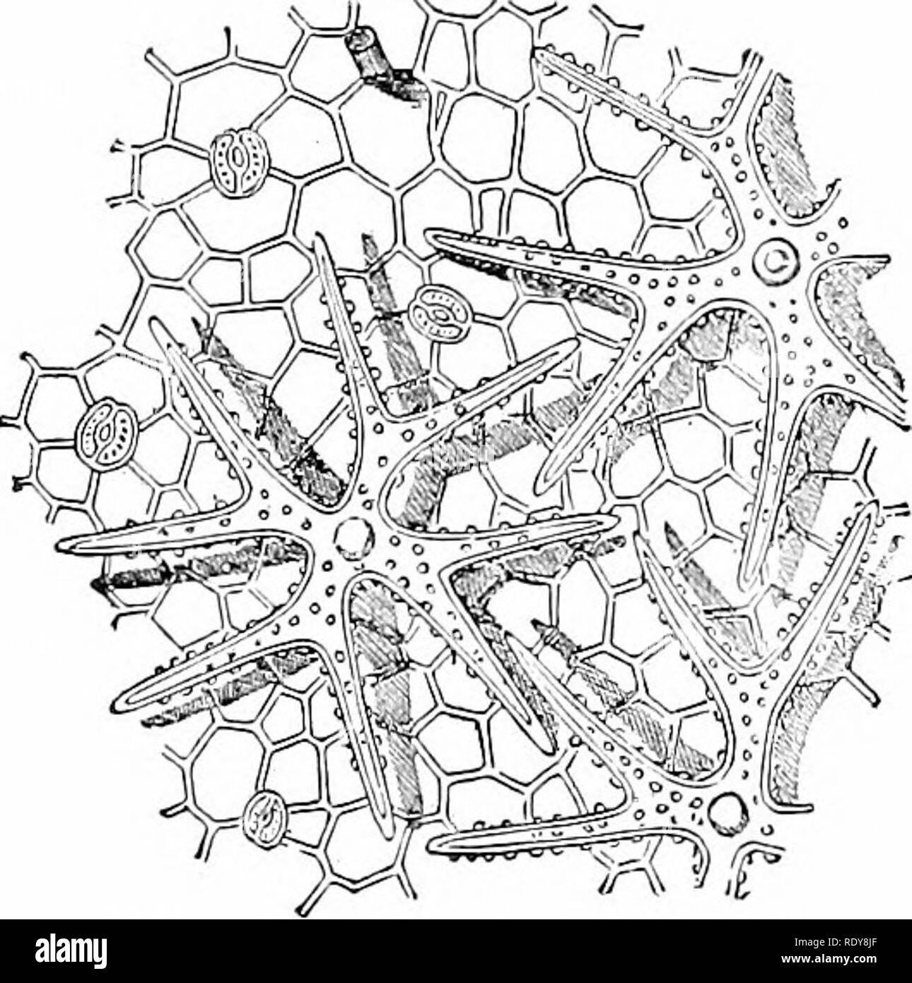 La epidermis hi-res stock photography and images - Alamy