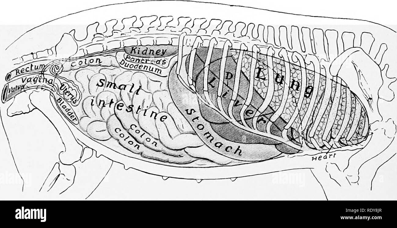 . The anatomy of the domestic animals . Veterinary anatomy. Fig, 430 ...