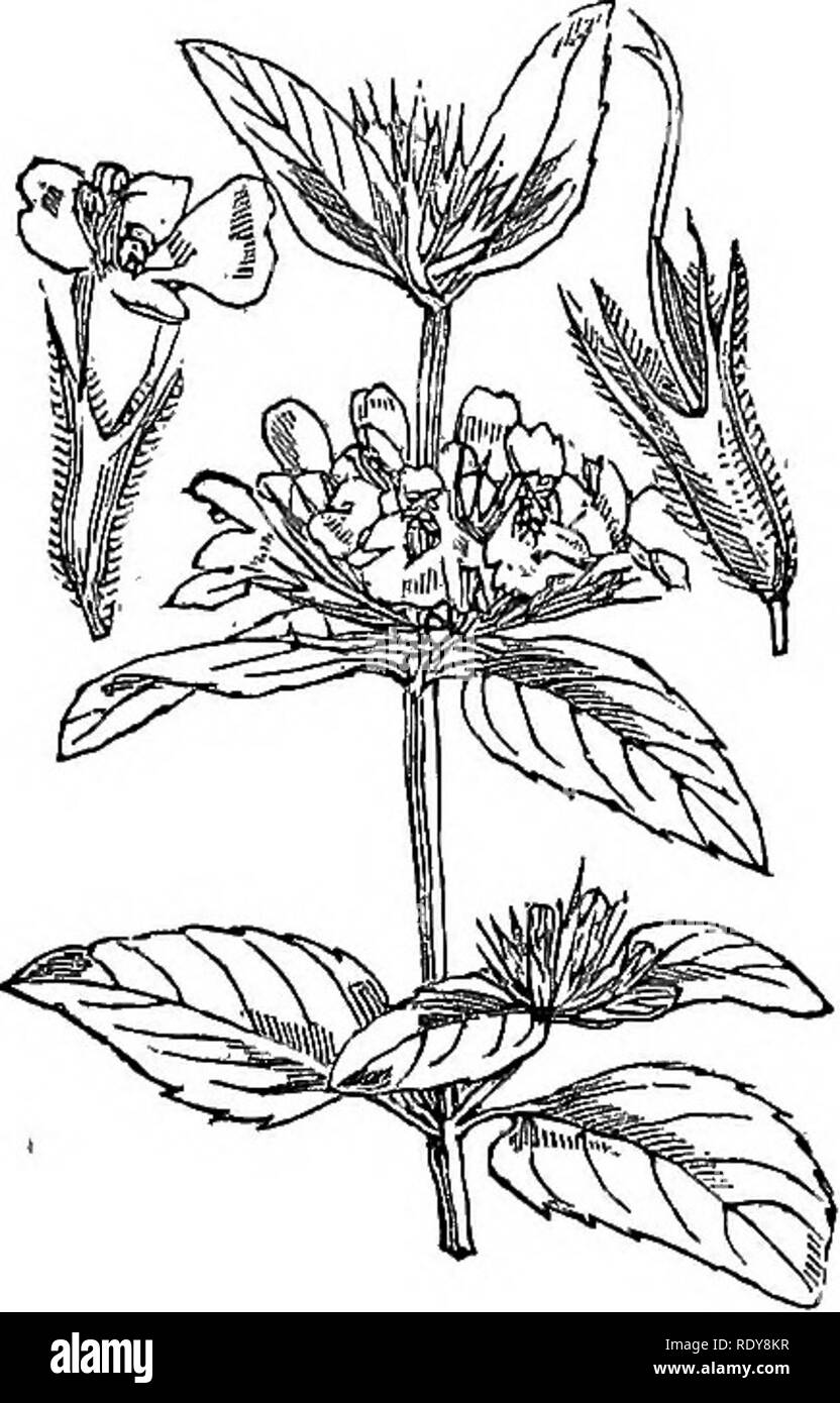 Calamintha officinalis Black and White Stock Photos & Images - Alamy