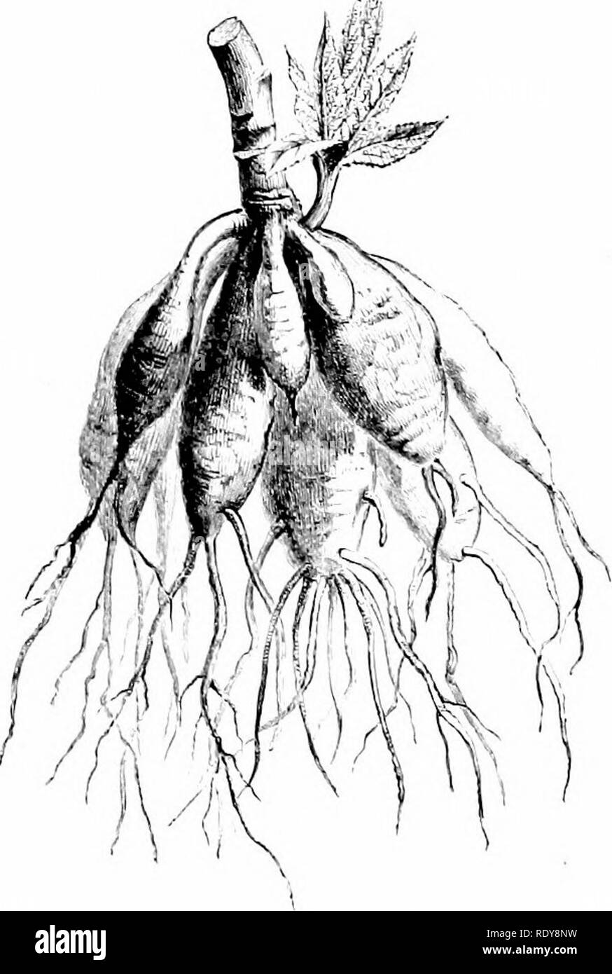 Storage Roots Plants