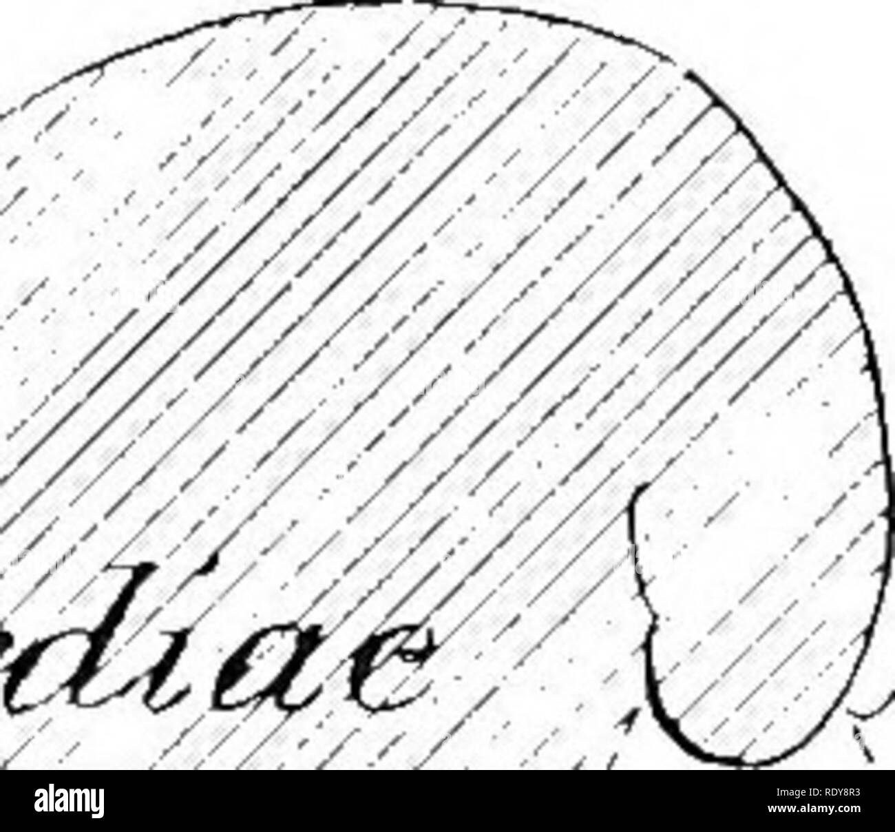 . The anatomy of the domestic animals . Veterinary anatomy. FiG. 421 ...