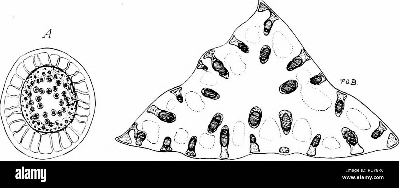 . Botany of the living plant. Botany. MECHANICAL CONSTRUCTION OF PLANT ...