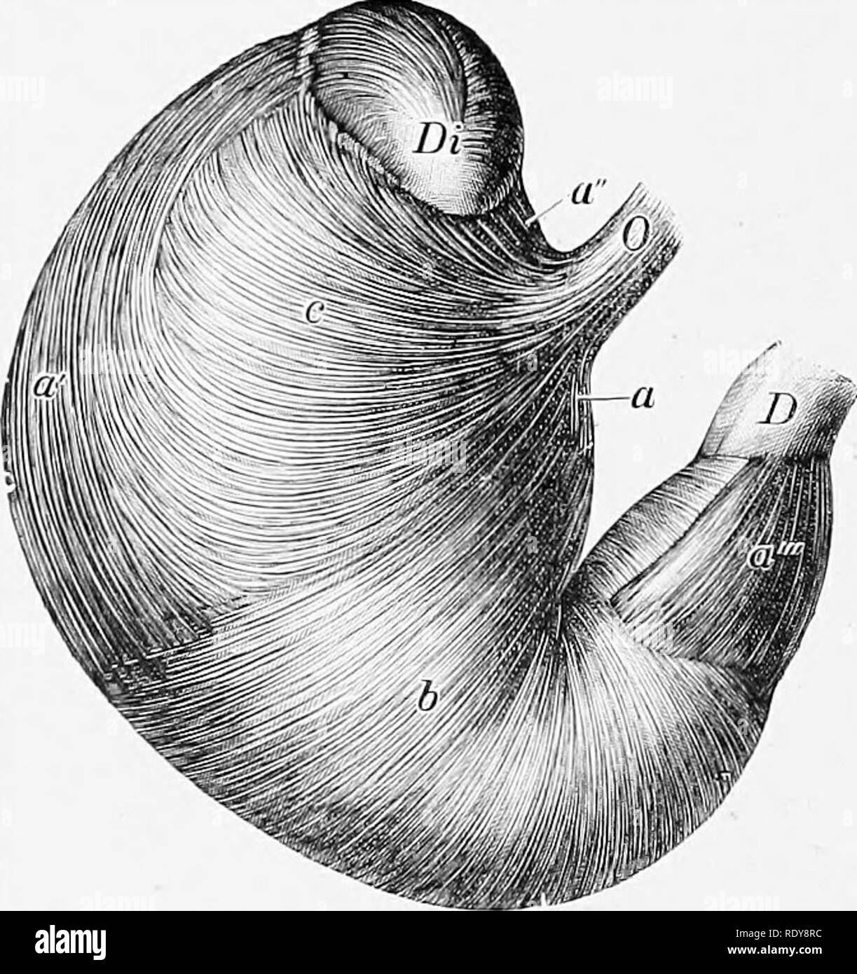 Pig anatomy system hi-res stock photography and images - Alamy