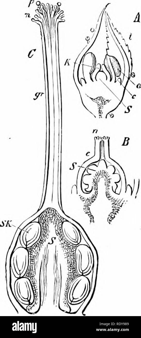 . Plant life, considered with special references to form and function ...