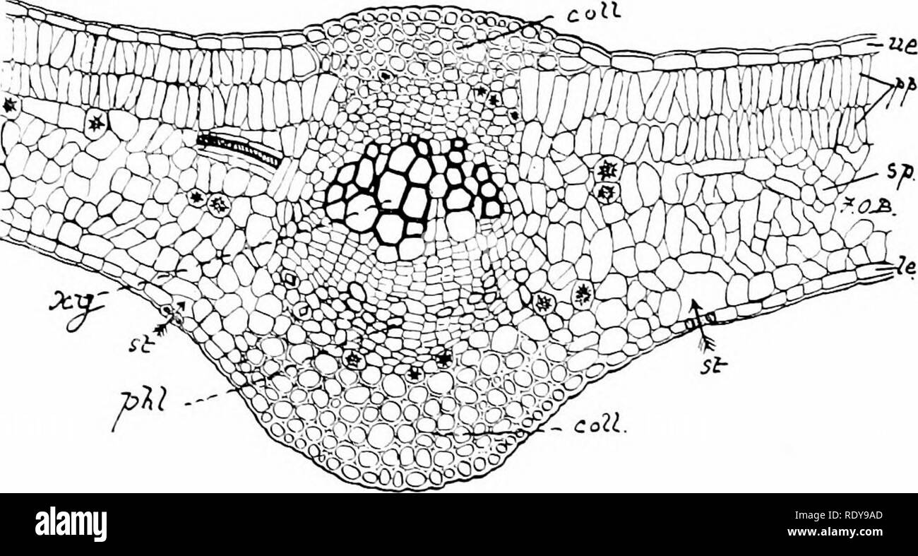 Parallel leaf veins Black and White Stock Photos & Images - Alamy