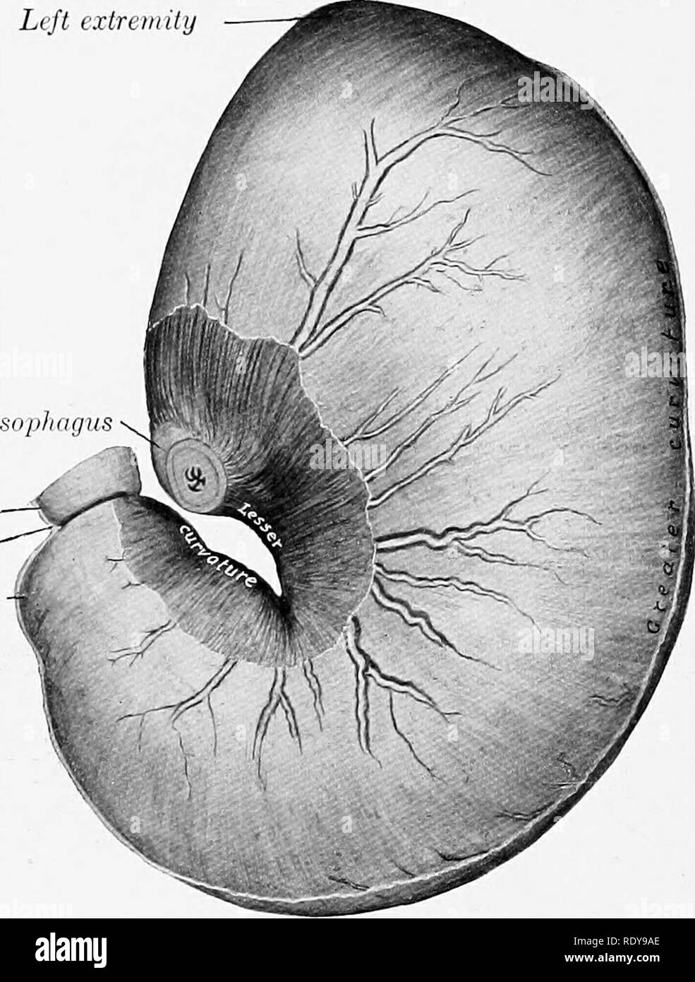 Visceral peritoneum hi-res stock photography and images - Alamy