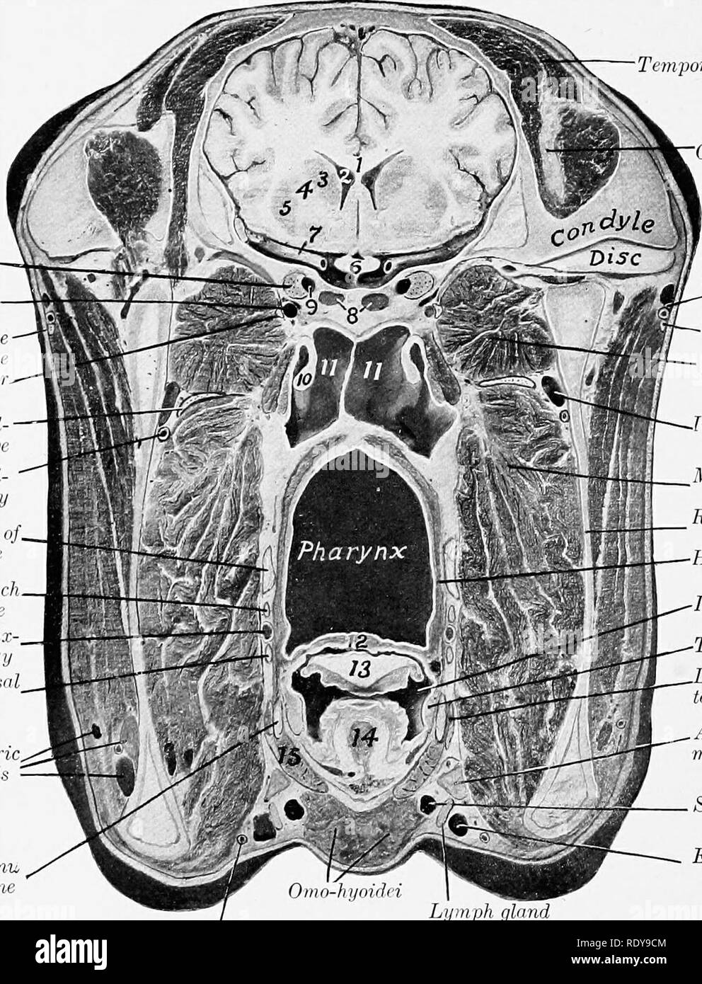 . The anatomy of the domestic animals . Veterinary anatomy. 406 ...