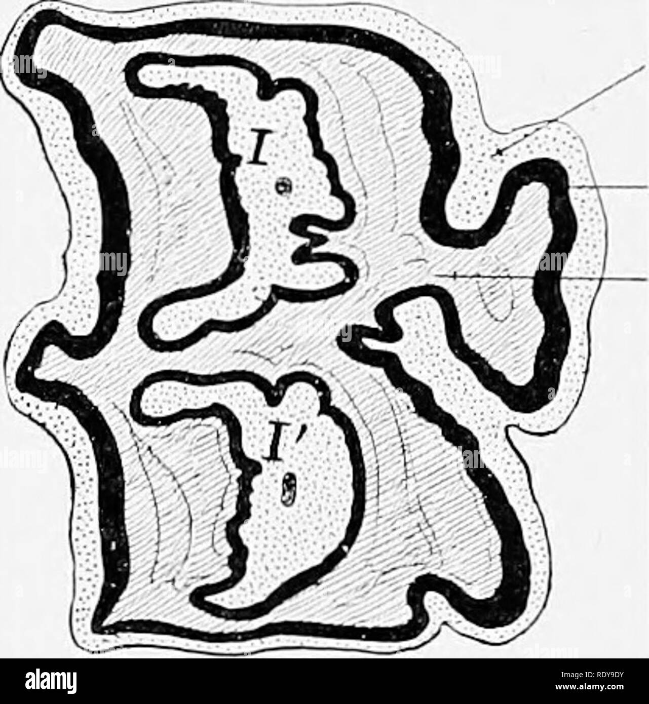 . The anatomy of the domestic animals . Veterinary anatomy. Roof canal ...