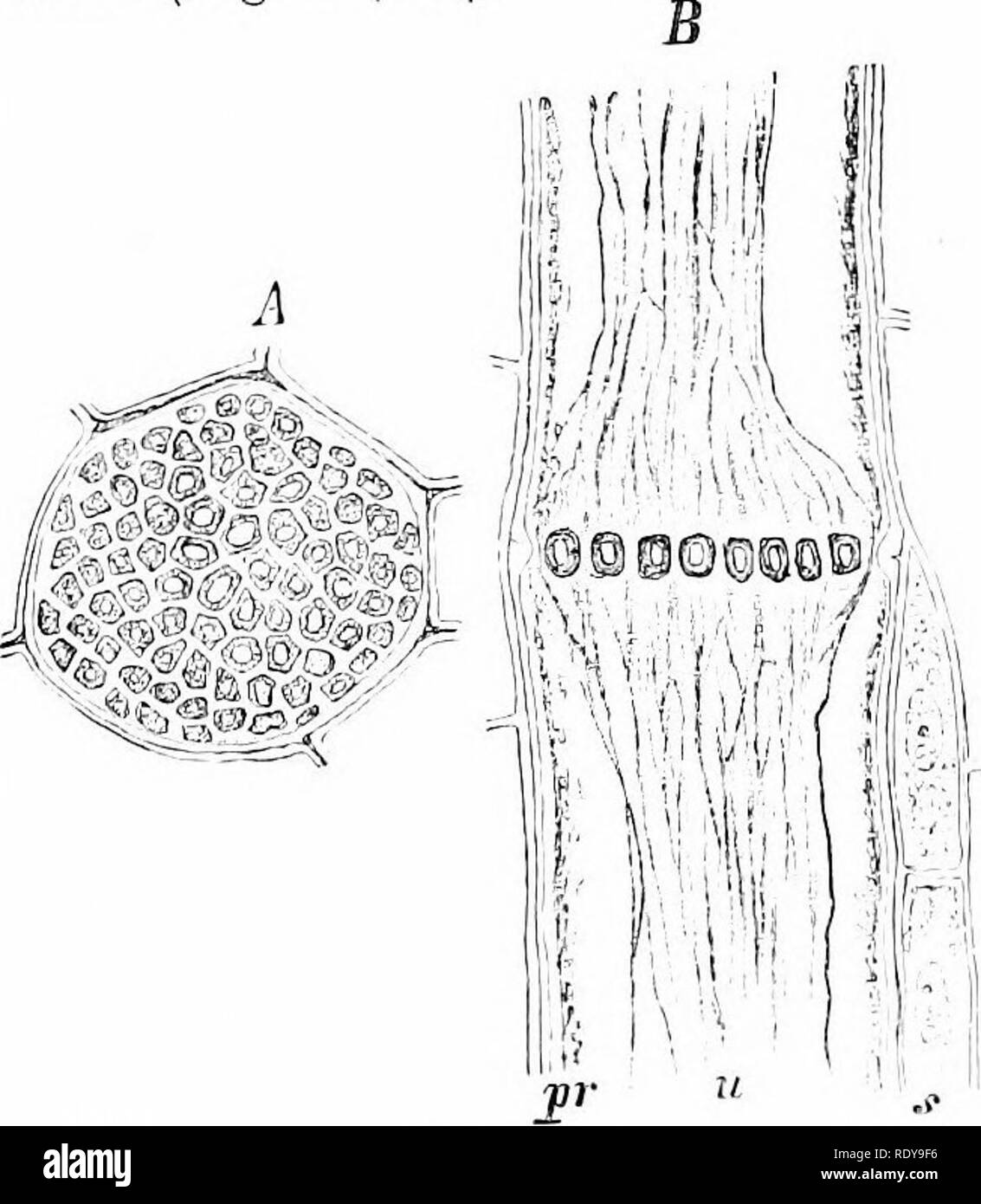 Phloem sieve plates Black and White Stock Photos & Images - Alamy