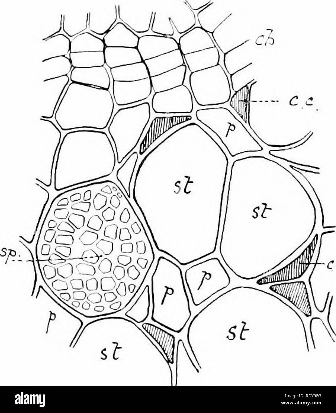 . Botany of the living plant. Botany. 42 BOTANY OF THE LIVING PLANT ...