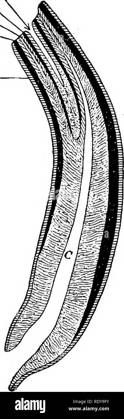 . The anatomy of the domestic animals . Veterinary anatomy. 398 ...