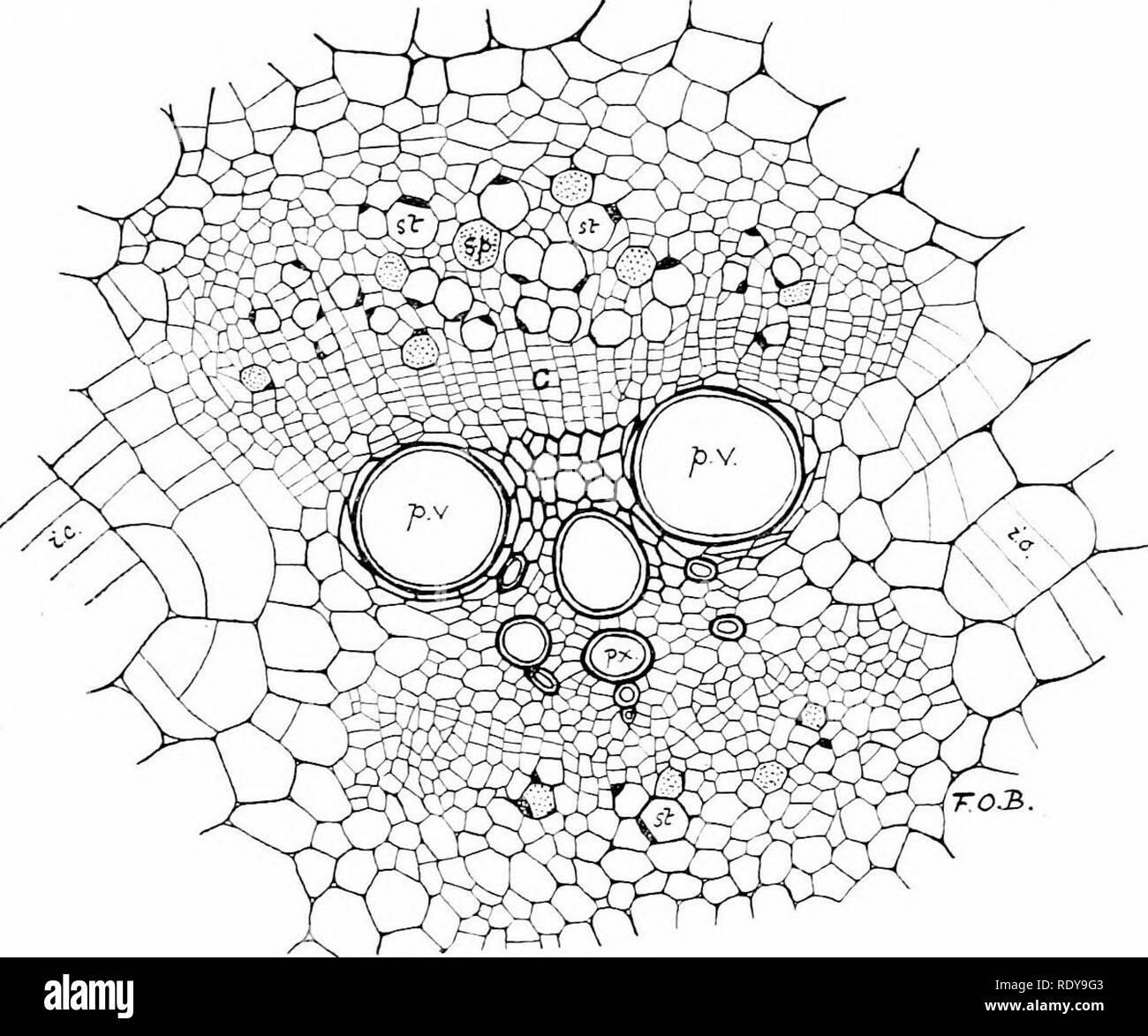 Xylem and phloem tissues Black and White Stock Photos & Images - Alamy
