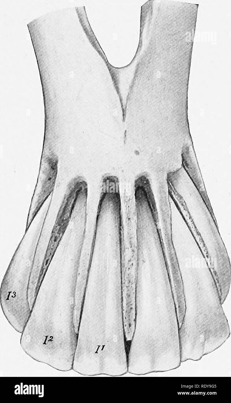 . The anatomy of the domestic animals . Veterinary anatomy. Fig. 336 ...