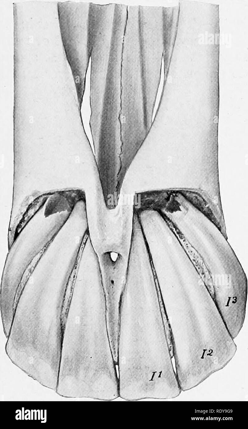 . The anatomy of the domestic animals . Veterinary anatomy. THE ...