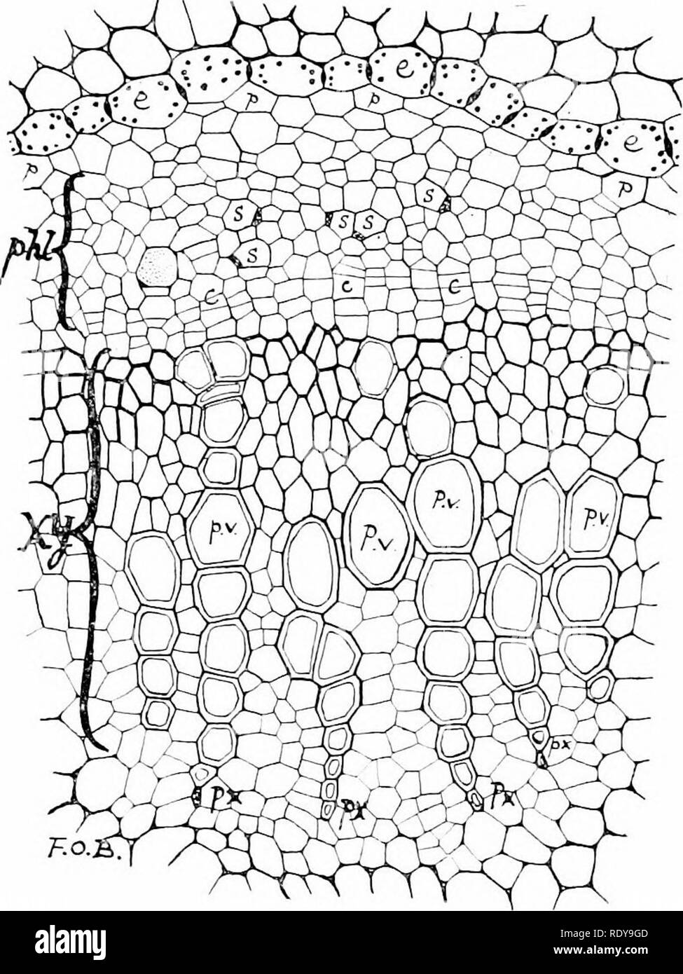 Plant epidermis transverse hi-res stock photography and images - Alamy
