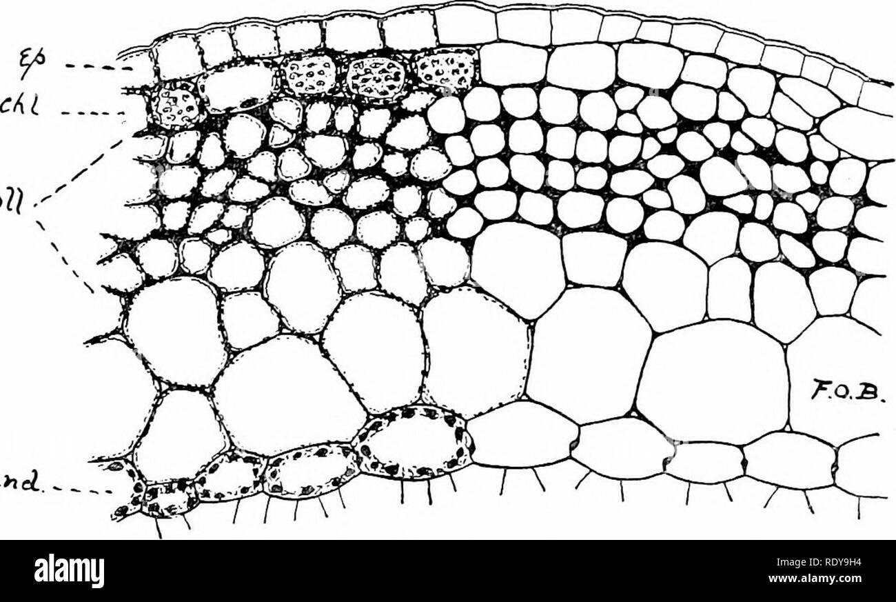 Plant epidermis transverse hi-res stock photography and images - Alamy