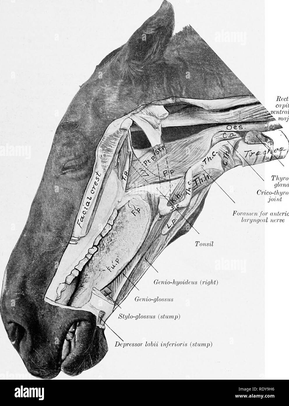 Depressor labii inferioris Black and White Stock Photos & Images - Alamy