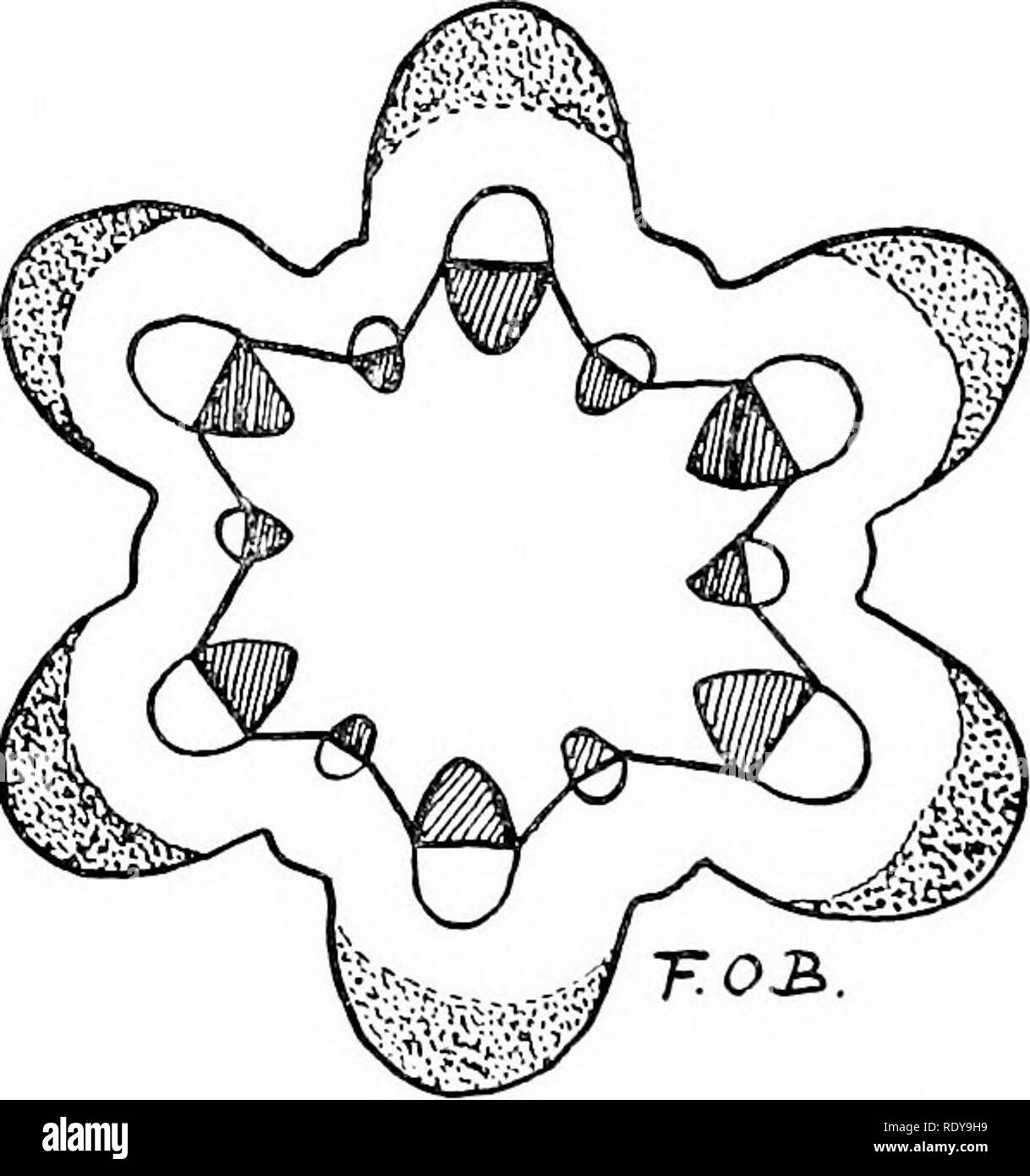 . Botany of the living plant. Botany. a6 c J'eJ. Fig. 20. Clematis ...