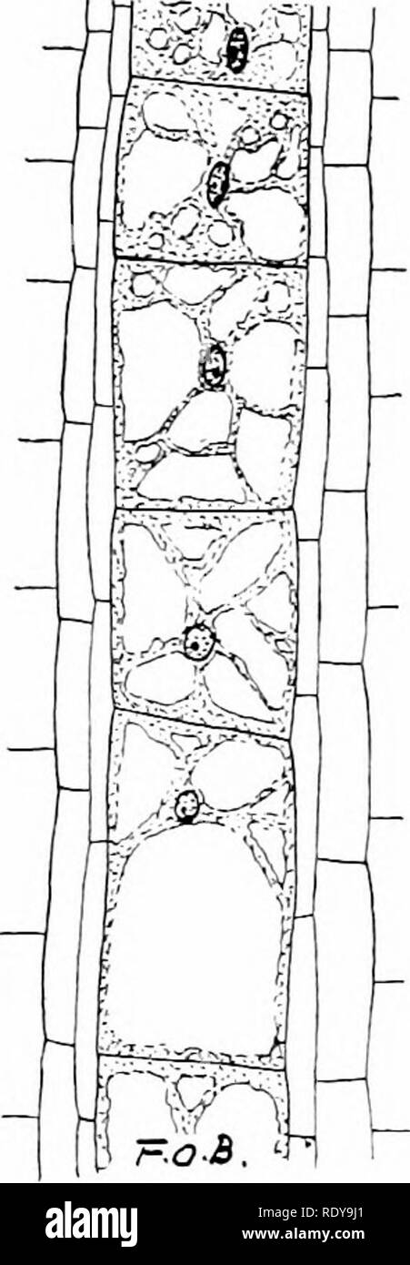 . Botany of the living plant. Botany. THE CELLULAR CONSTRUCTION OF THE ...
