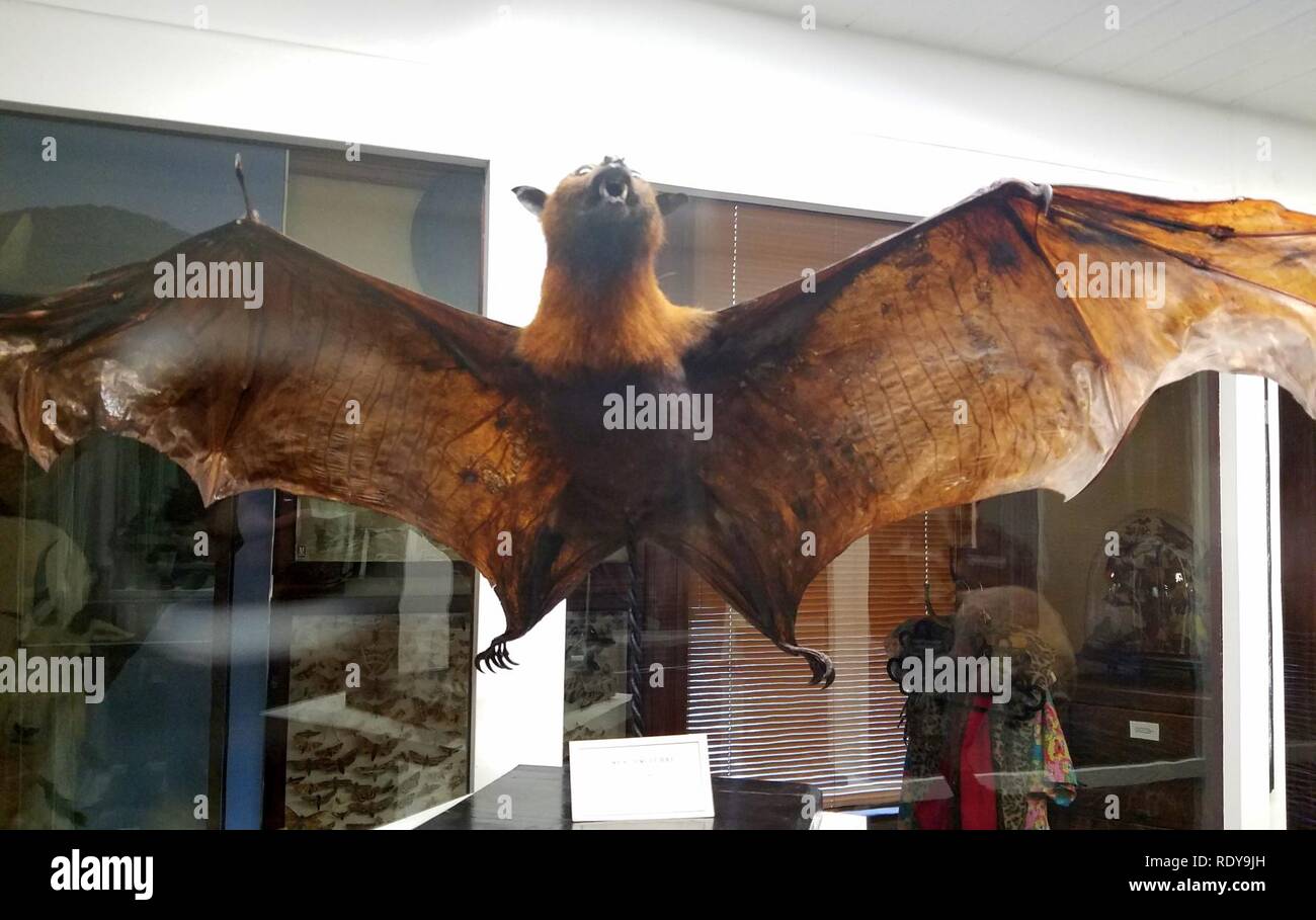 Artibeus lituratus Stock Photo - Alamy