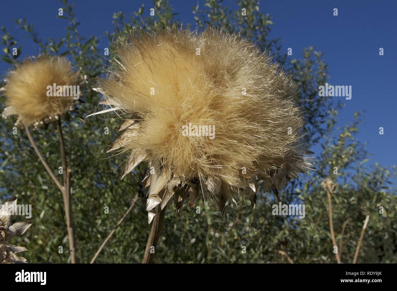 Jdp High Resolution Stock Photography and Images - Alamy