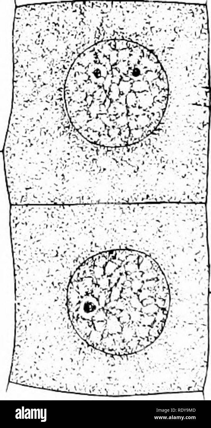 Cell body soma hi-res stock photography and images - Alamy