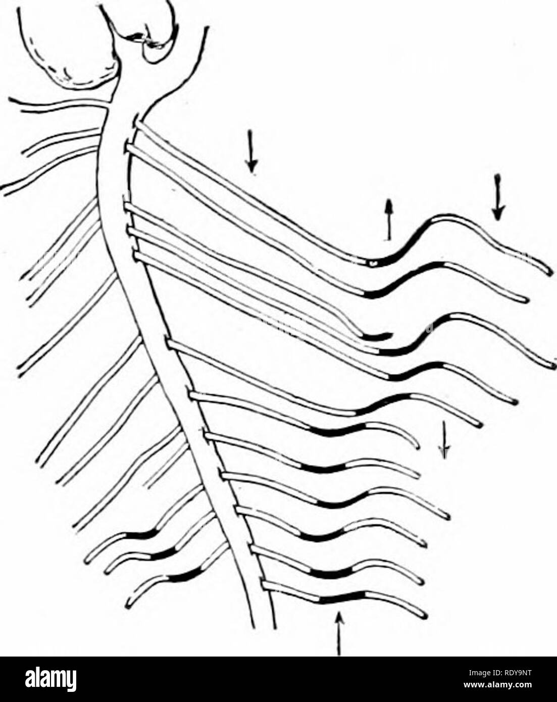 . Plant life, considered with special references to form and function ...