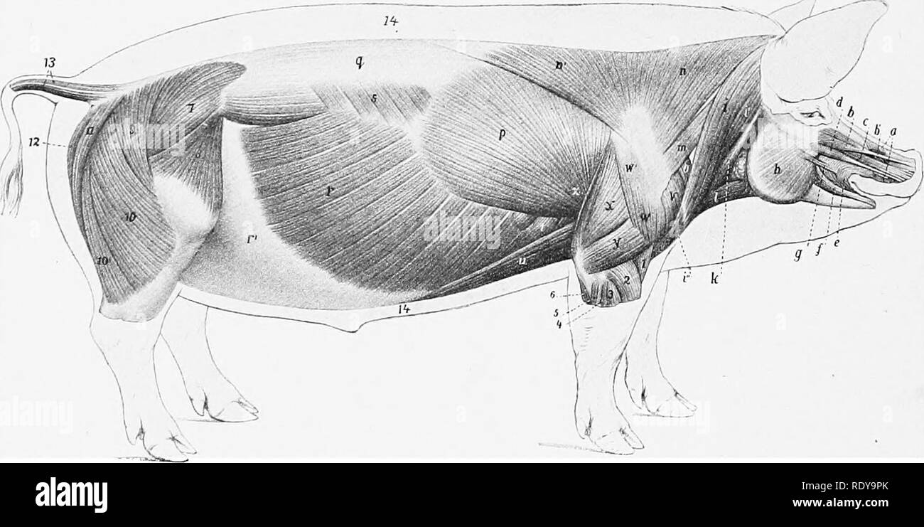 . The anatomy of the domestic animals . Veterinary anatomy. aeo THE ...