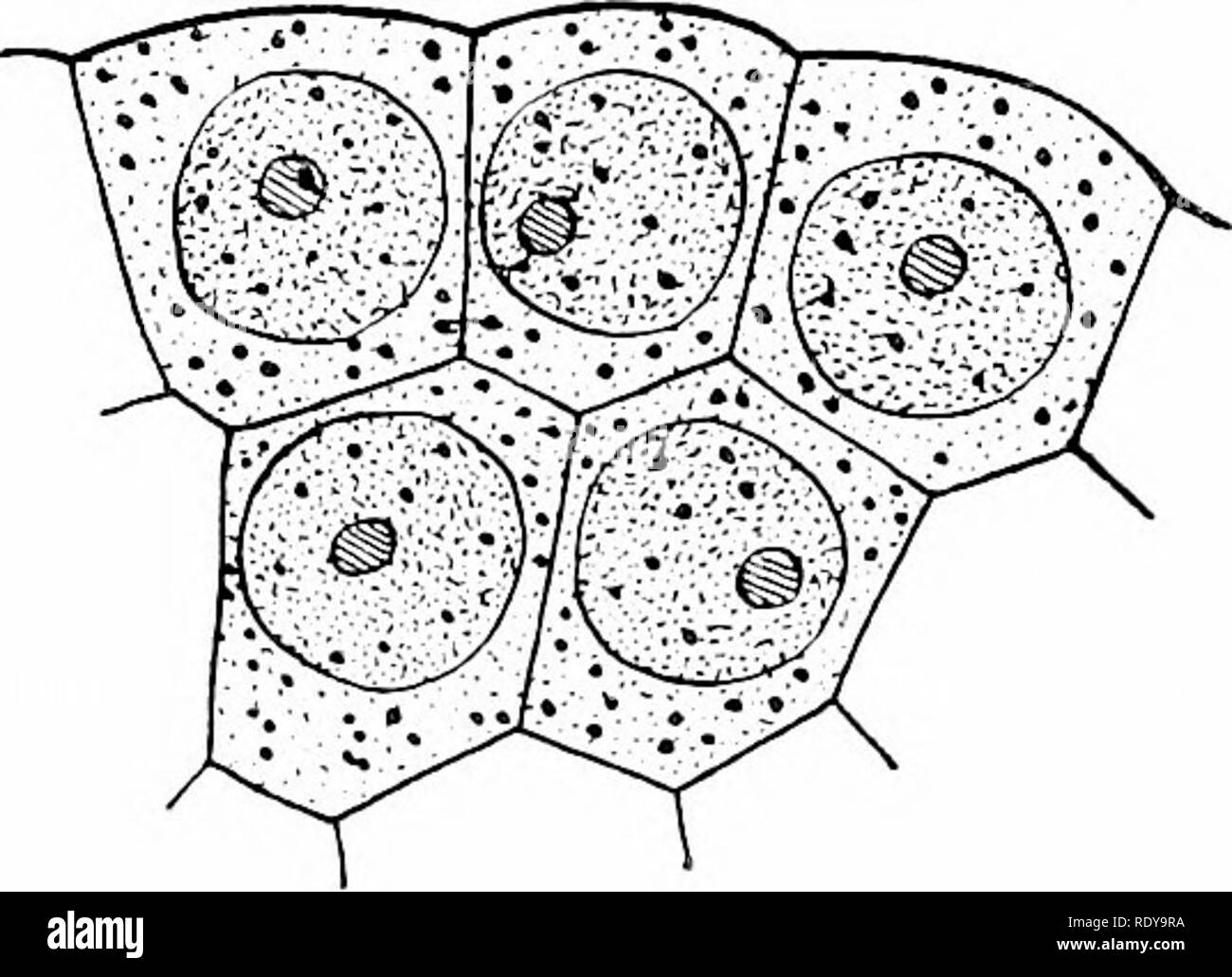. Botany of the living plant. Botany. 18 BOTANY OF THE LIVING PLANT ...