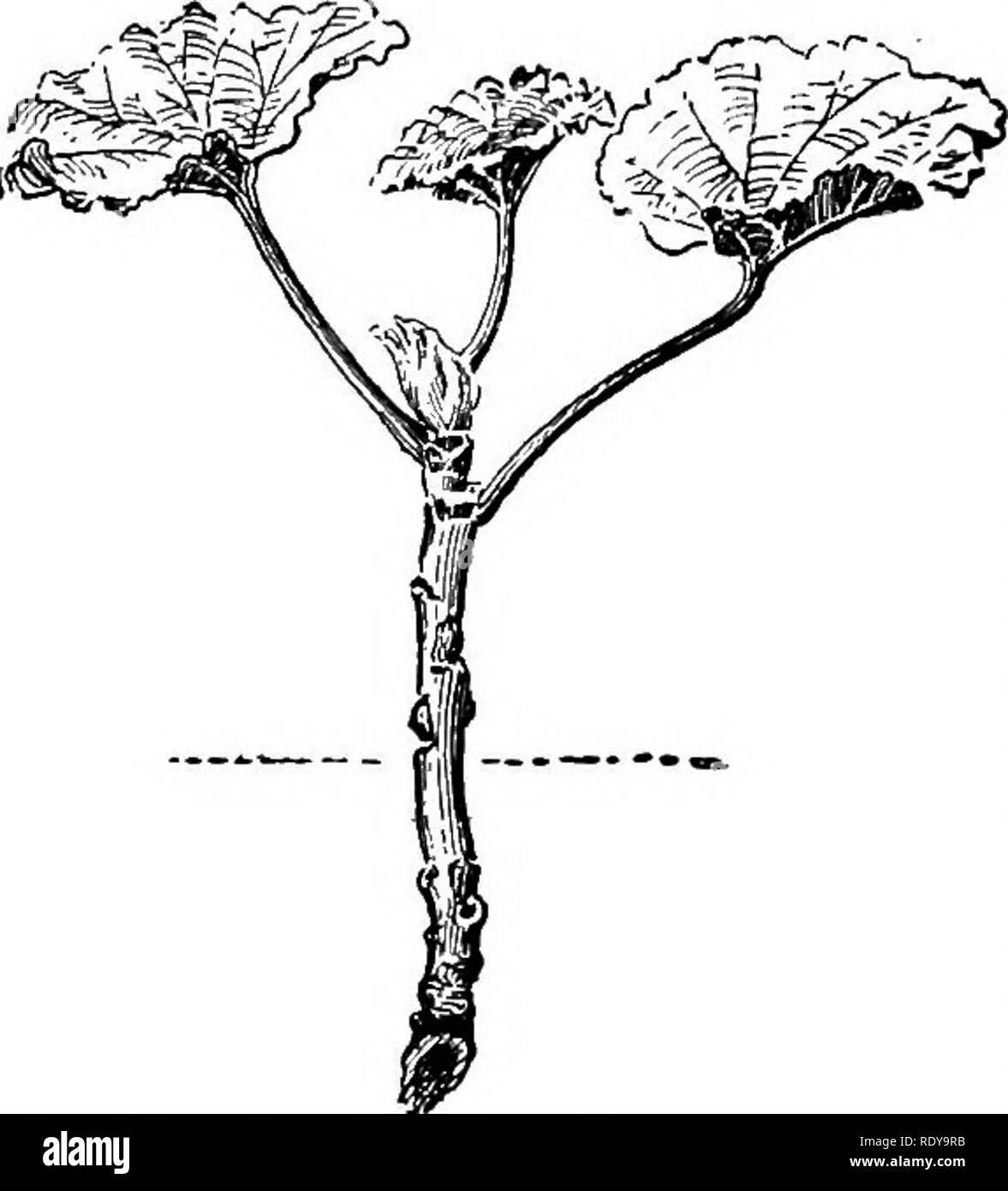 . The beginner's garden book; a textbook for the upper grammar grades ...