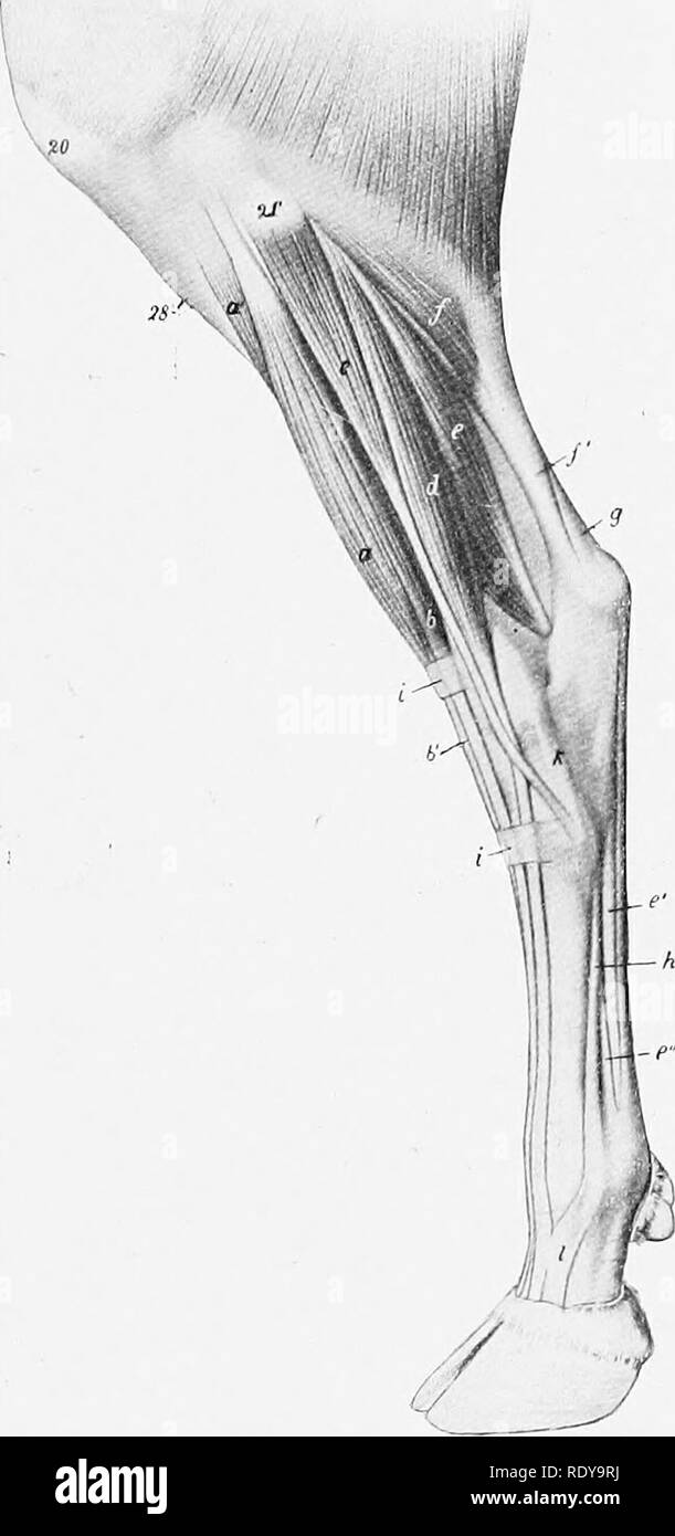 . The anatomy of the domestic animals . Veterinary anatomy. MUSCLES OF ...