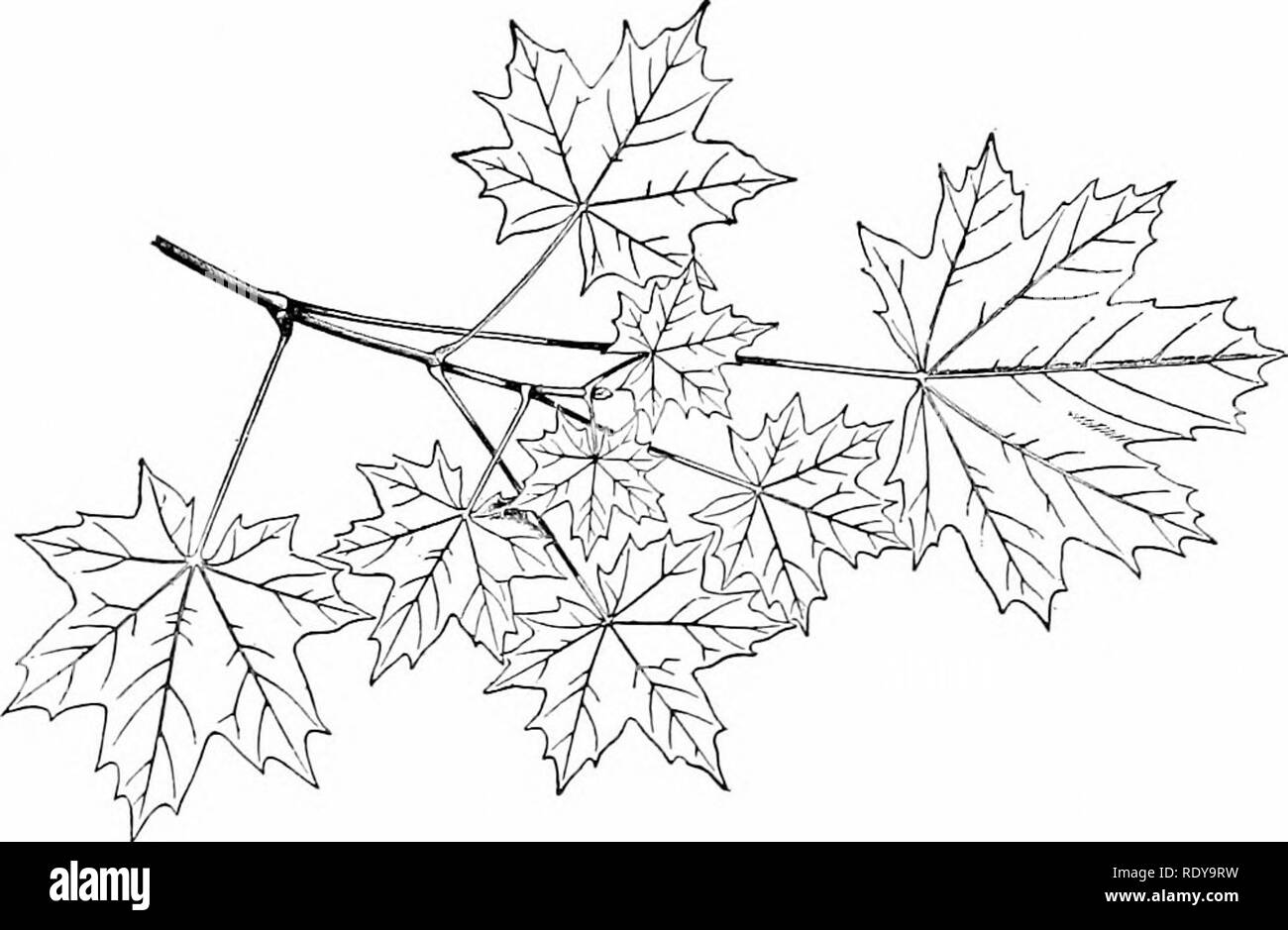 Radial leaf Cut Out Stock Images & Pictures - Alamy