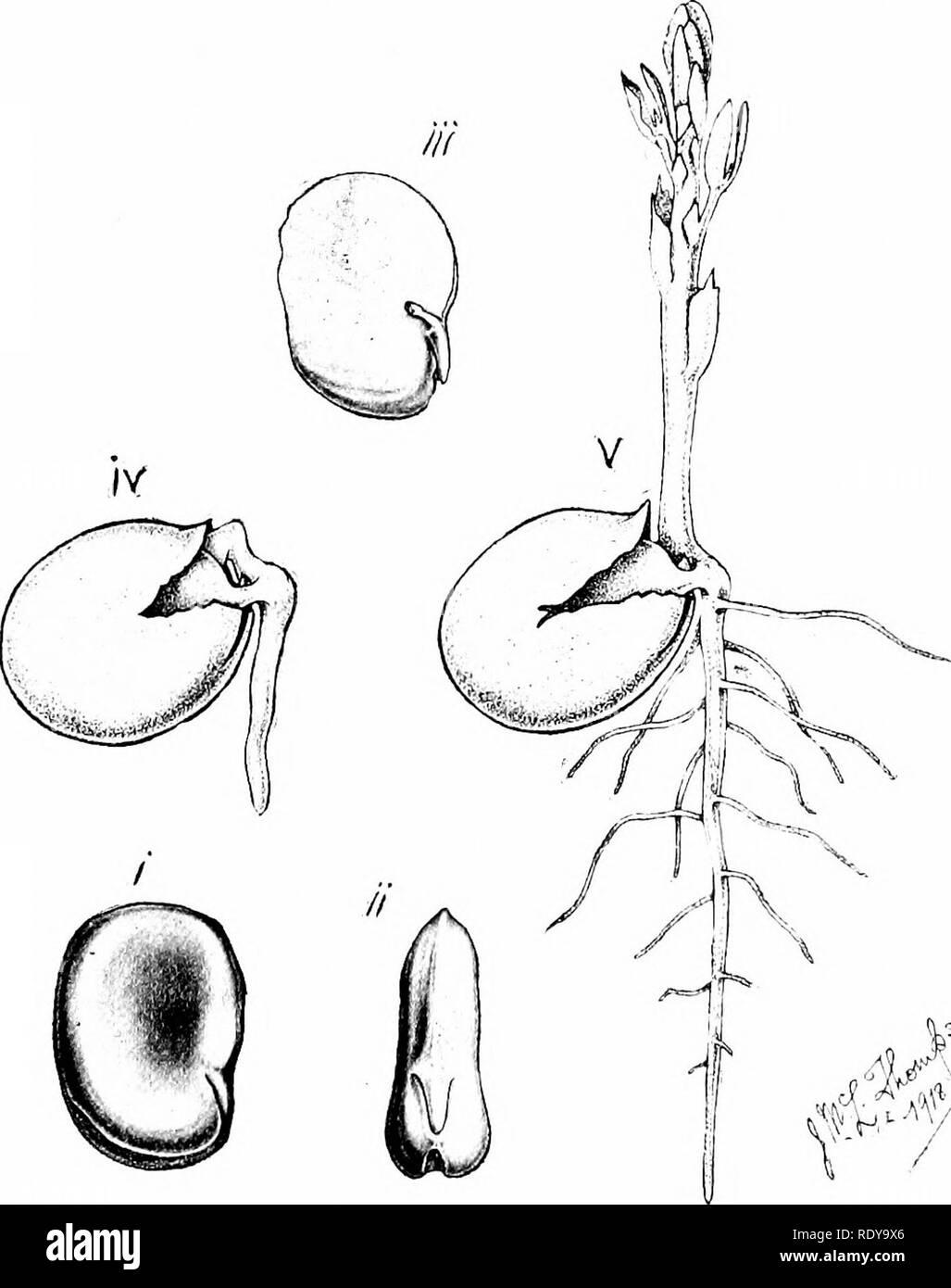 Germinated bean plant Black and White Stock Photos & Images - Alamy