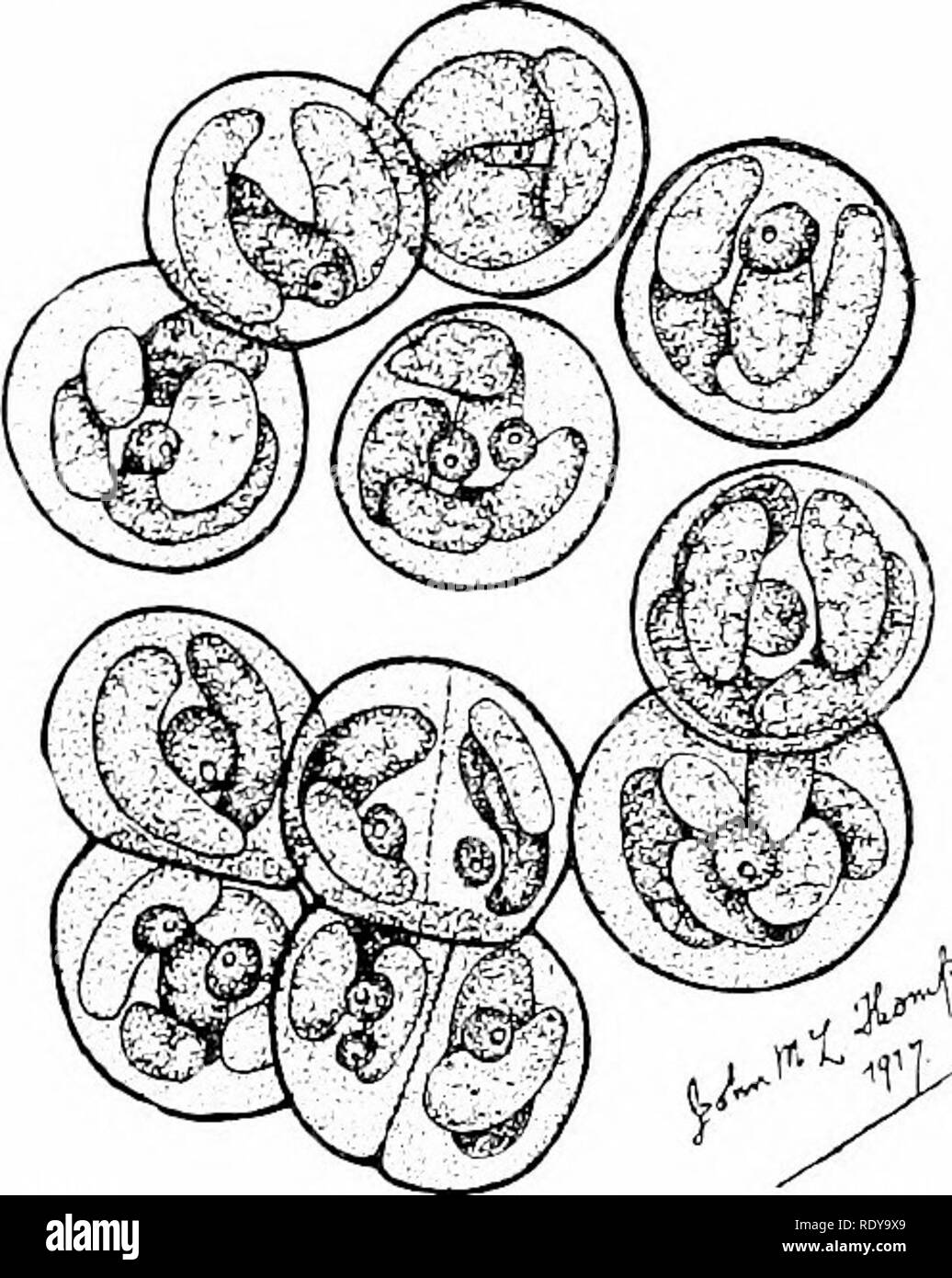 . Botany of the living plant. Botany. BOTANY OF THE LIVING PLANT ...