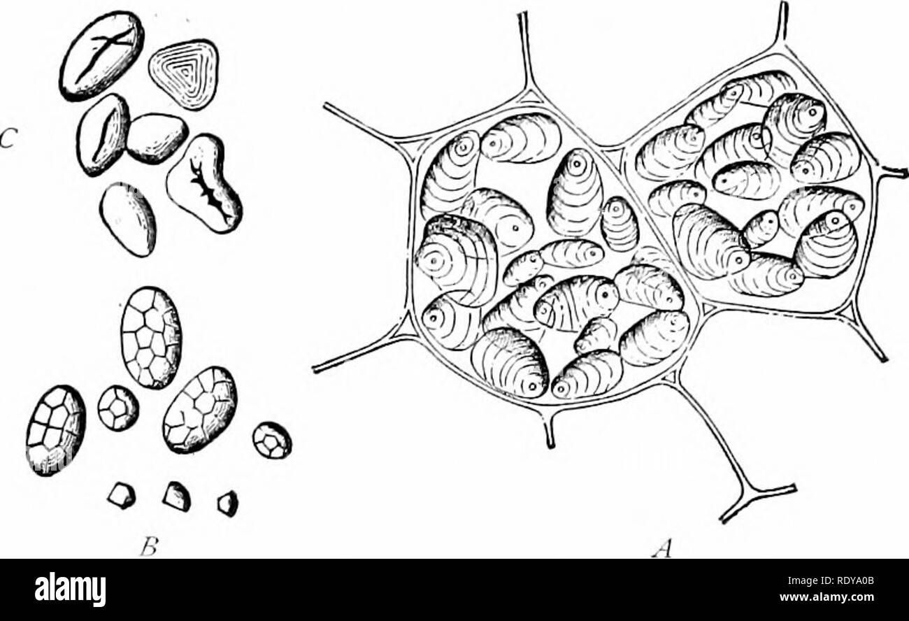 Potato starch grains Black and White Stock Photos & Images - Alamy