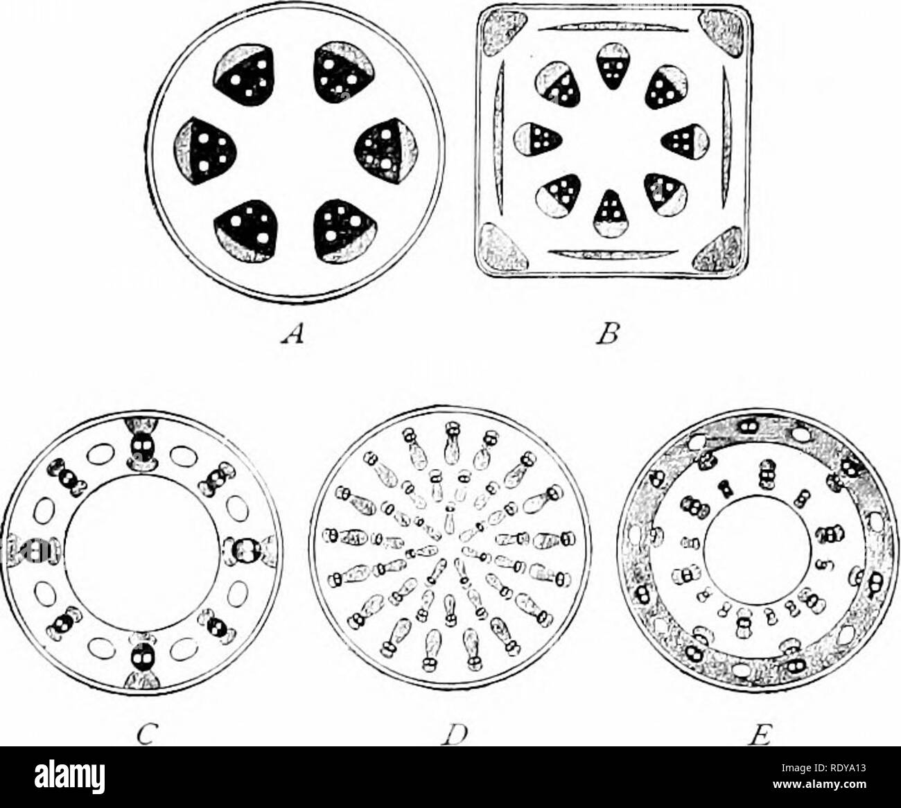 Bamboo cross section Black and White Stock Photos & Images - Alamy