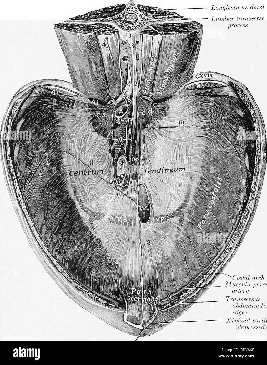 Xiphoid process Black and White Stock Photos & Images - Alamy