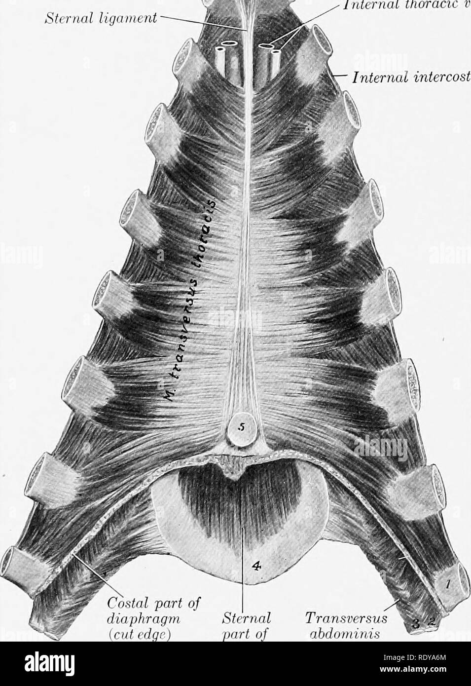 Fourth rib Black and White Stock Photos & Images - Alamy