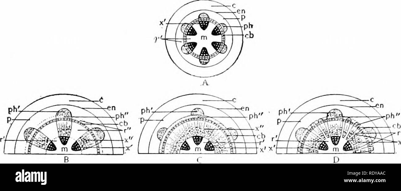 Pericycle Stock Photos & Pericycle Stock Images - Alamy