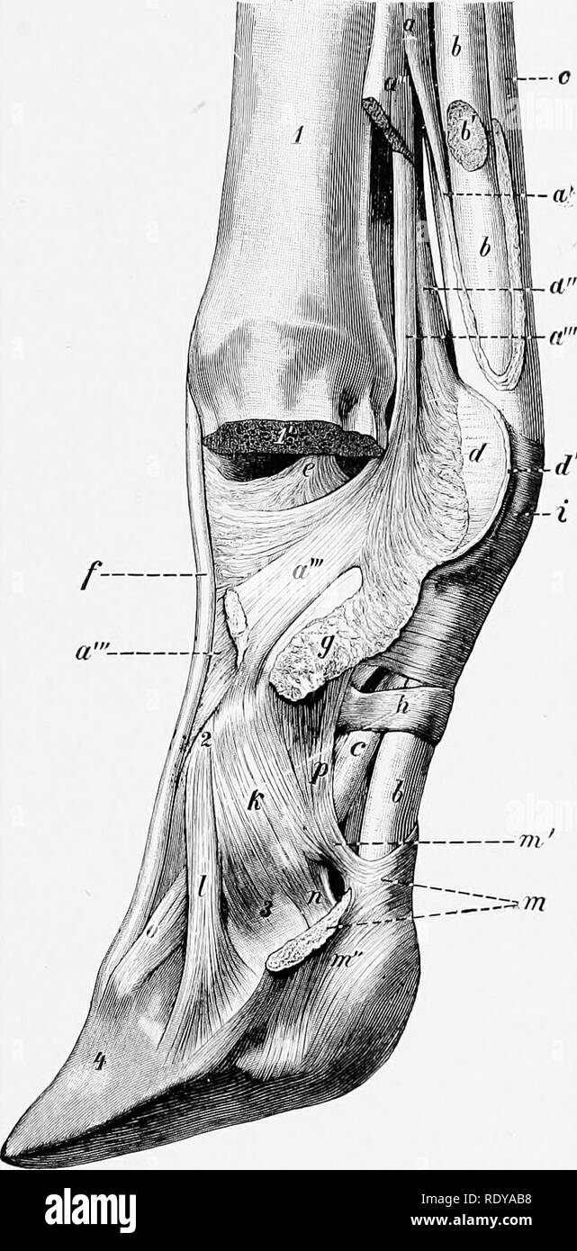 Metacarpo Black and White Stock Photos & Images - Alamy