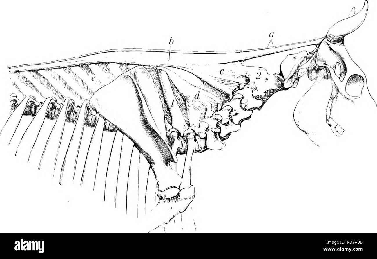 . The anatomy of the domestic animals . Veterinary anatomy. 244 ...