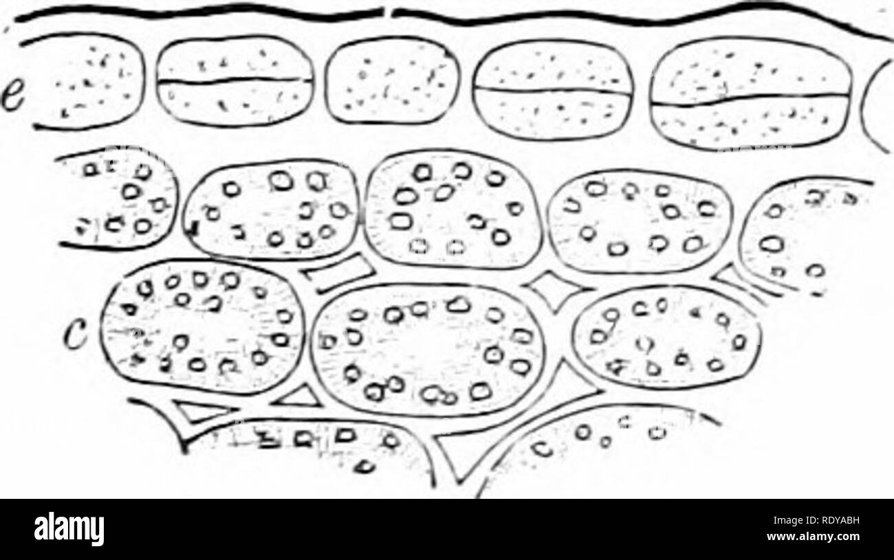 Periderm, cortex, and phloem hi-res stock photography and images - Alamy