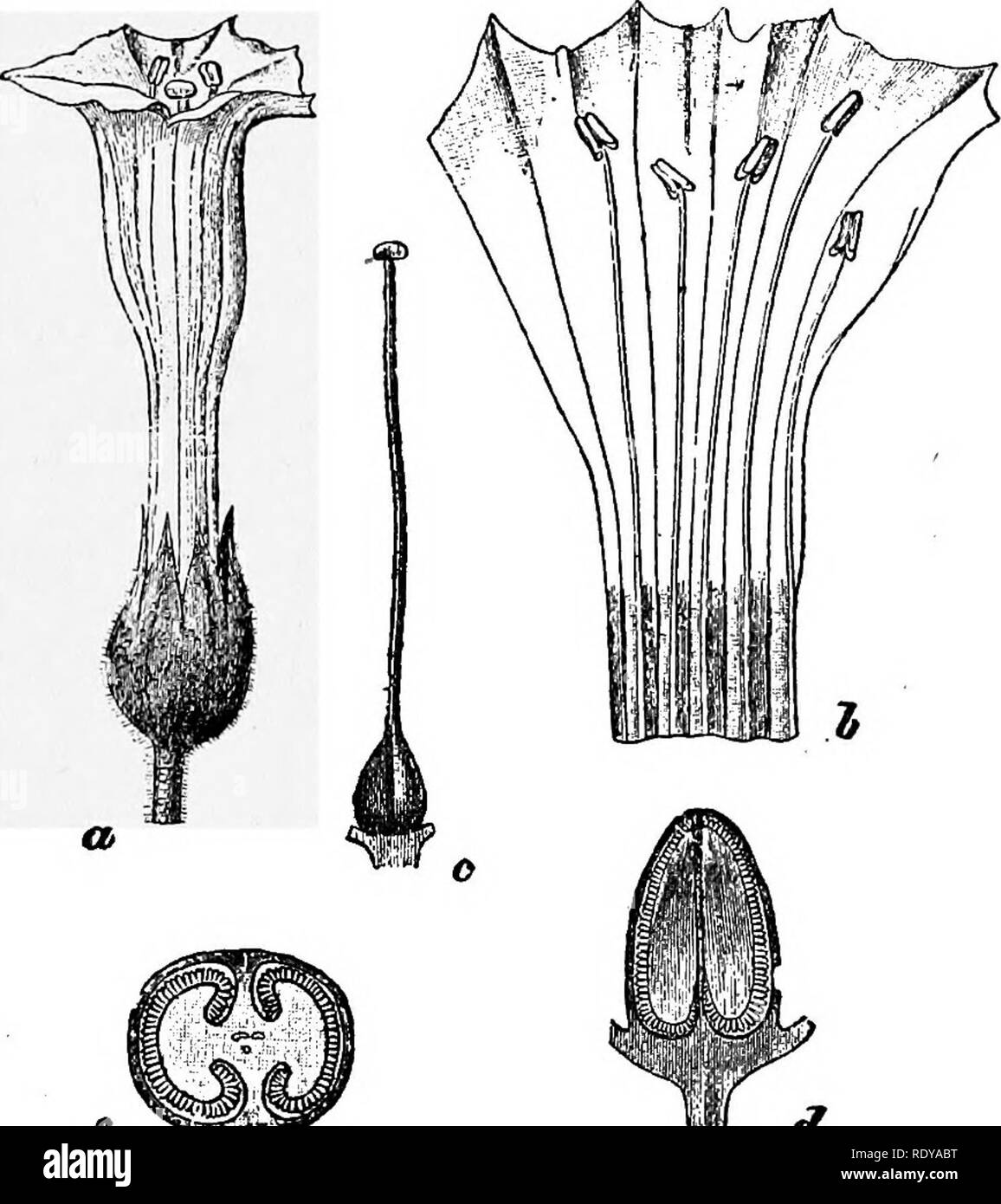 Capsicum annuum capsicum frutescens Black and White Stock Photos ...