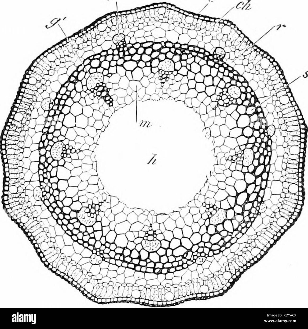 Various stem sections Black and White Stock Photos & Images - Alamy