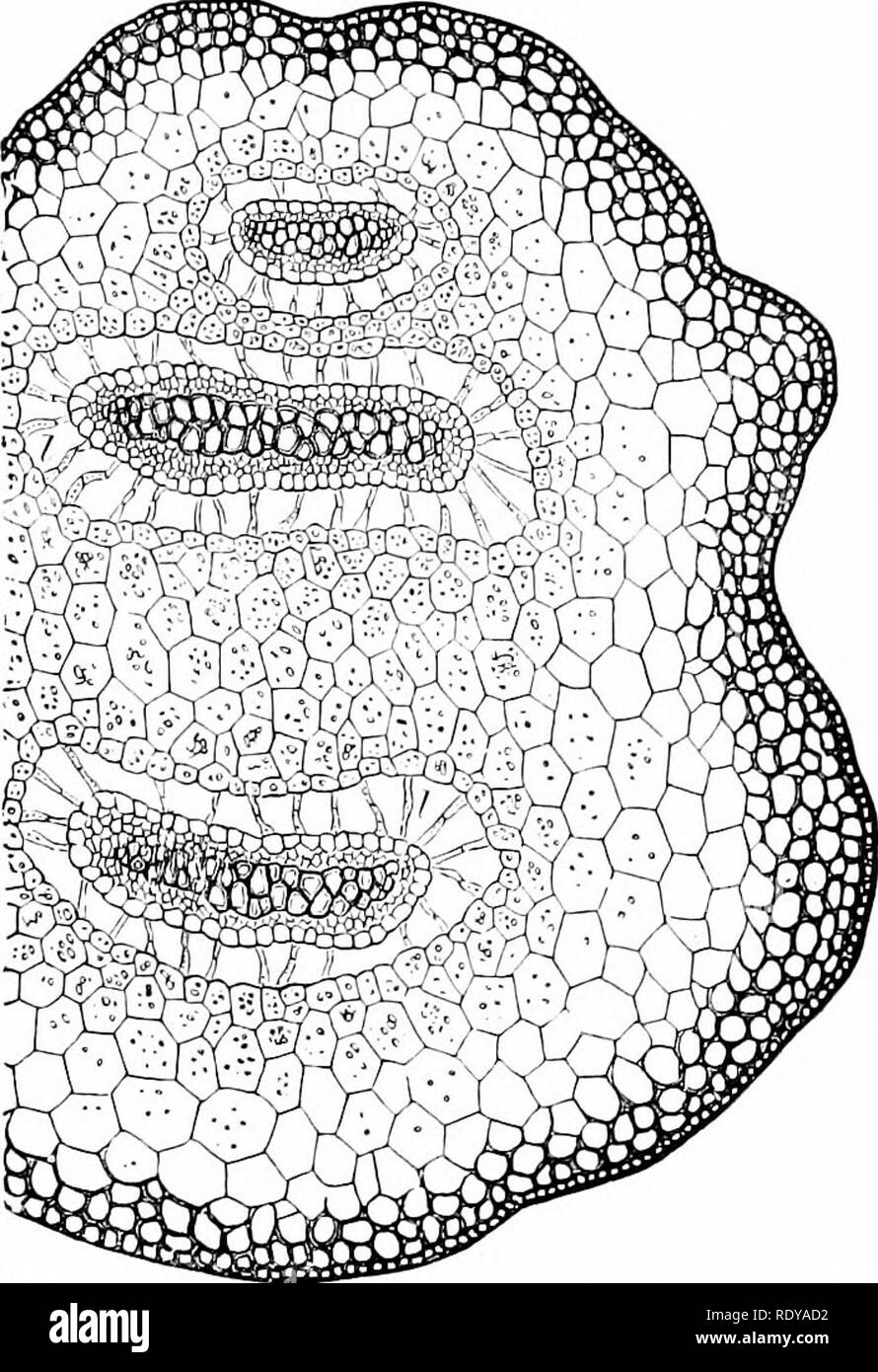 Plant epidermis transverse hi-res stock photography and images - Alamy
