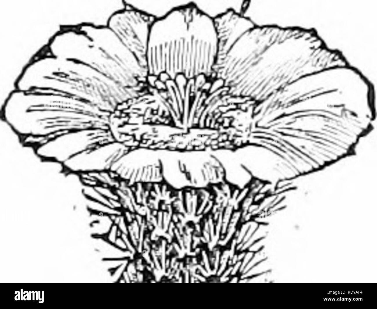 Fluted stem Black and White Stock Photos & Images - Alamy