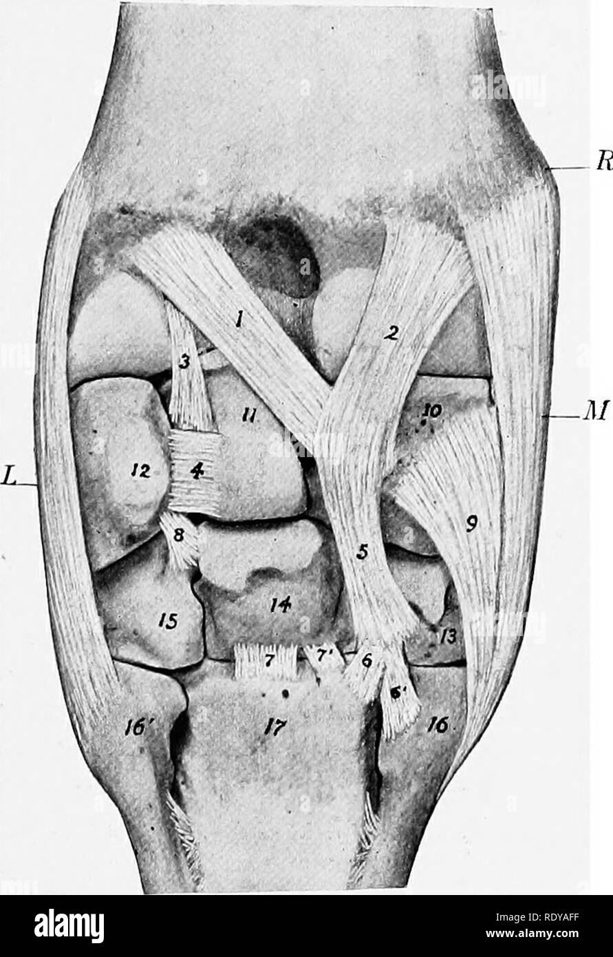 . The anatomy of the domestic animals . Veterinary anatomy ...