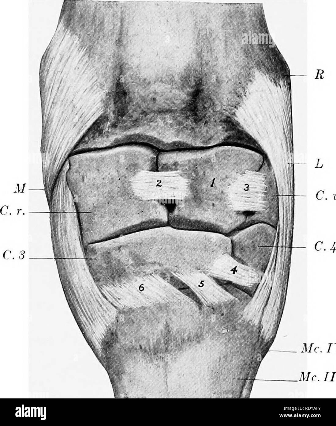 . The anatomy of the domestic animals . Veterinary anatomy. 222 THE ...